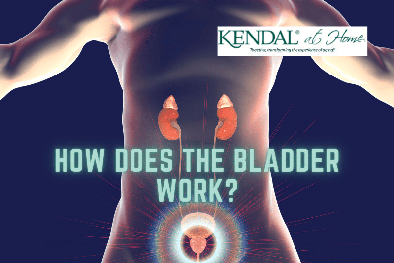 Bladder Health For Older Adults: Bladder Problems & Solutions